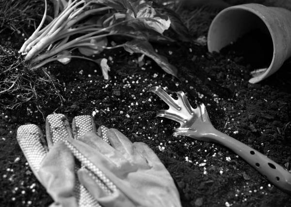 Groundhogs, Gophers, Moles, Voles – How Do You Know If You Have Them ...